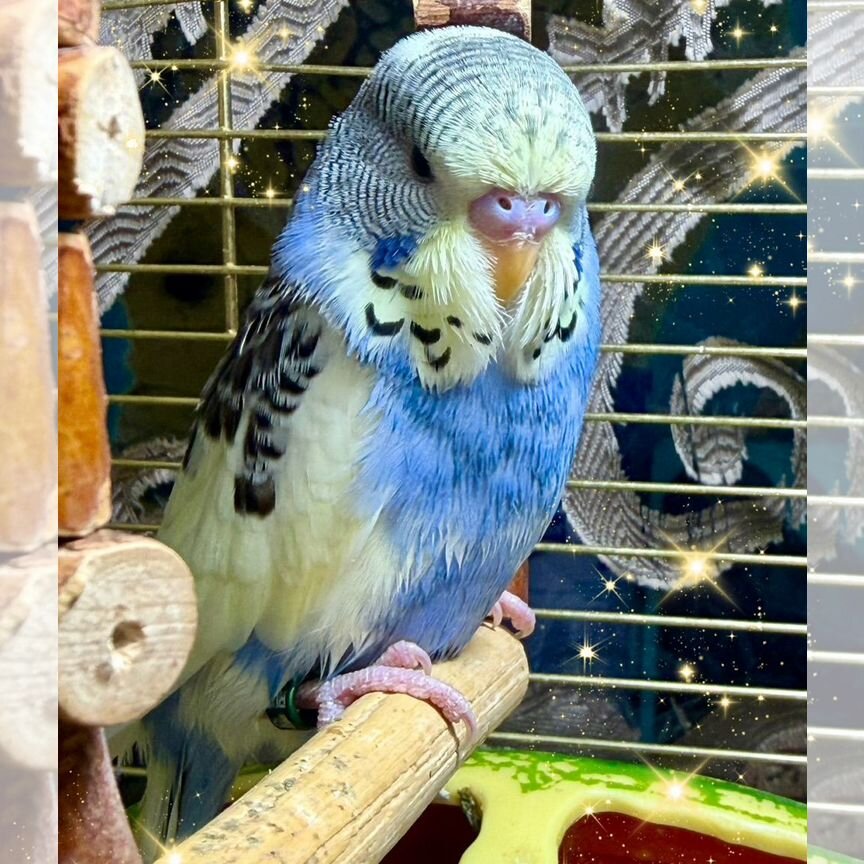 Выставочный волнистый попугай ввп чех