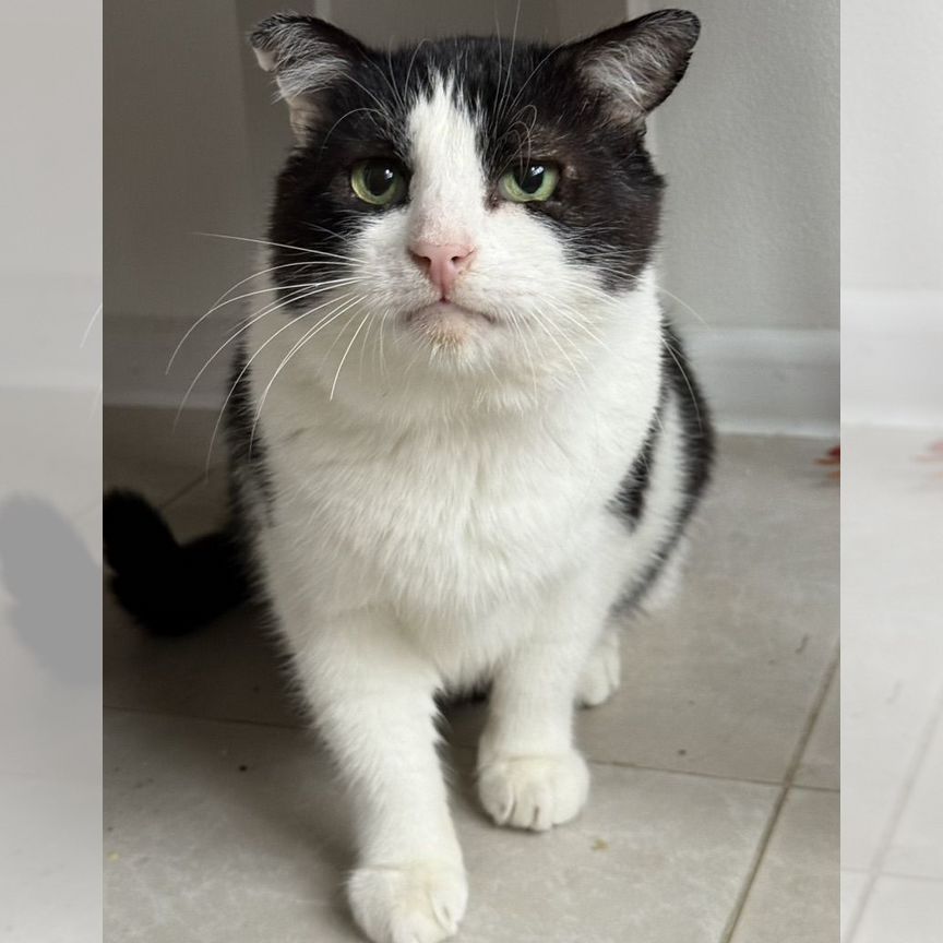 Взрослый кот в добрые руки