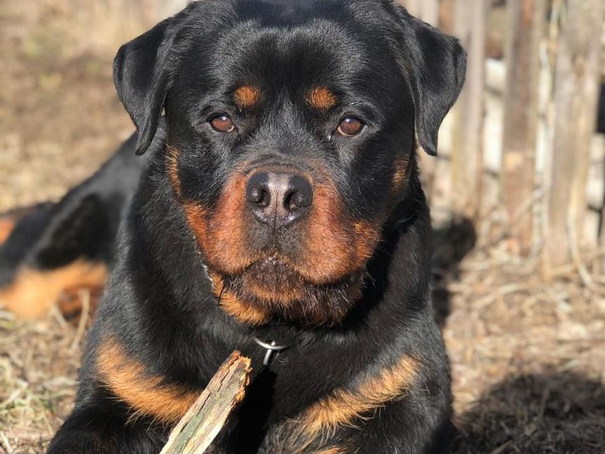 Вязка ротвейлера