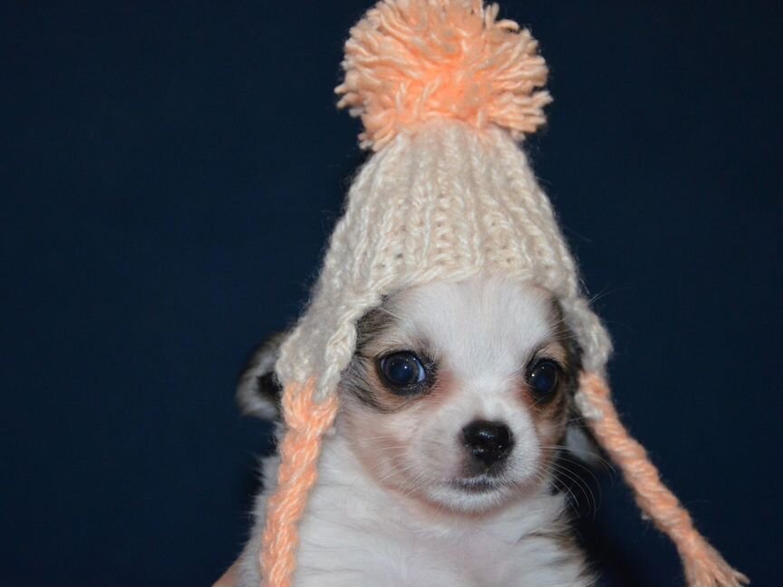 Мини чихуашечки) РКФ