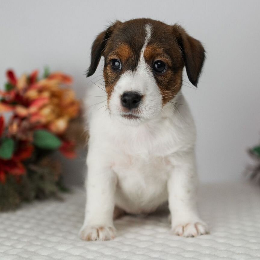 Щенки джек рассел терьер брокен