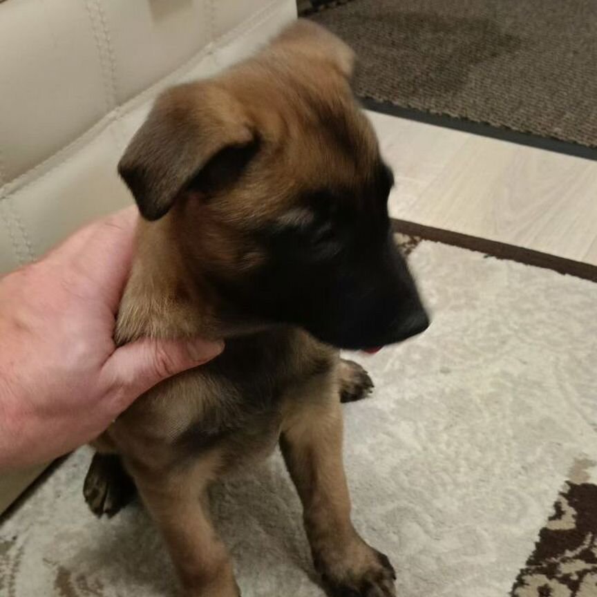 Овчарка малинуа