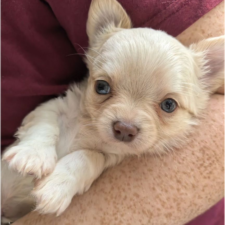 Чихуахуа, щенок