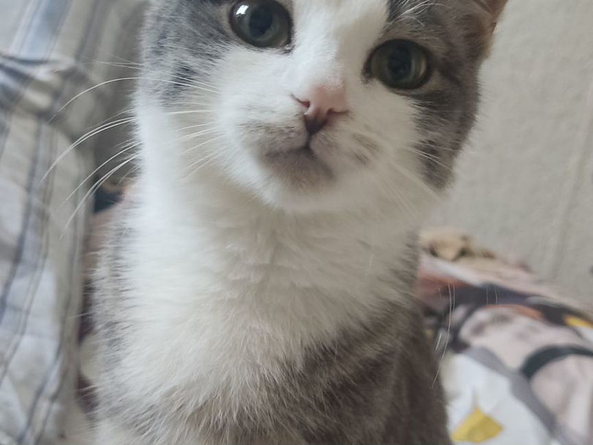 Котенок-мутант