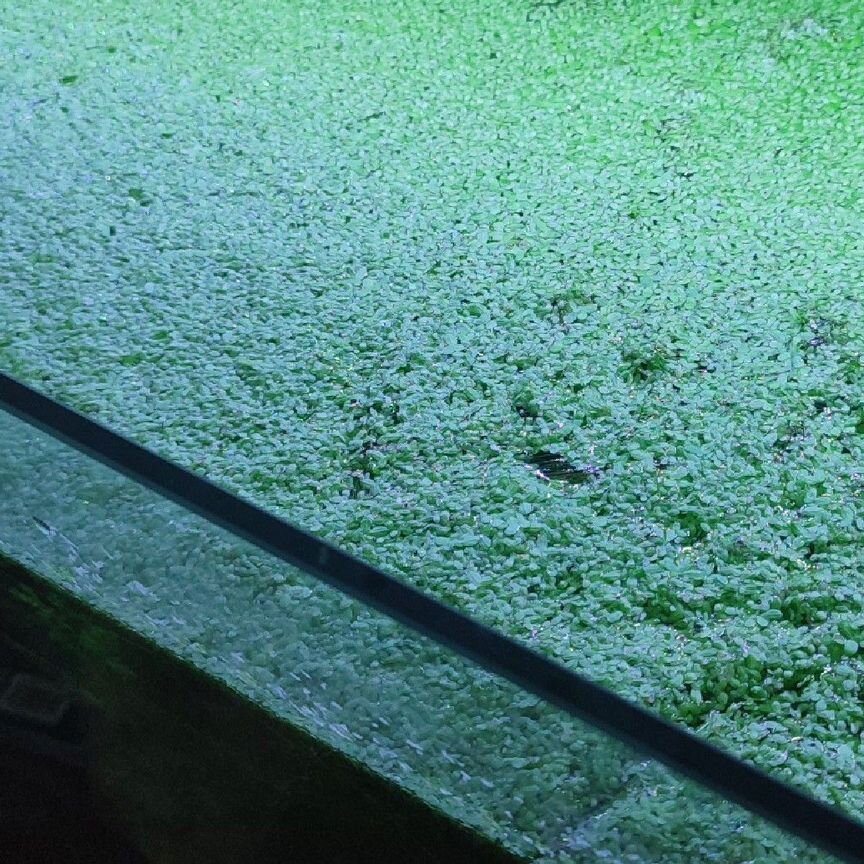 Аквариумная ряска