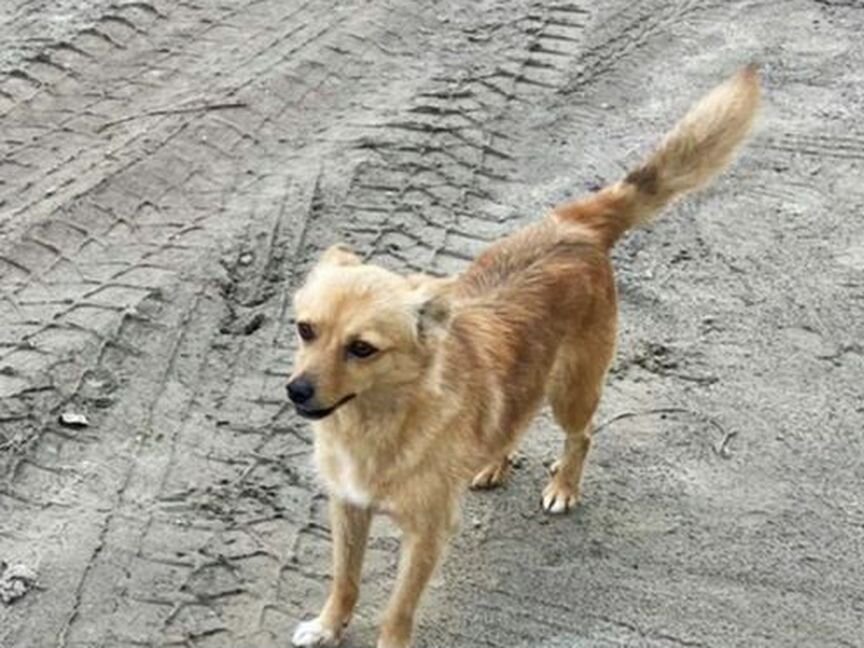 Собака маленькая 5 лет