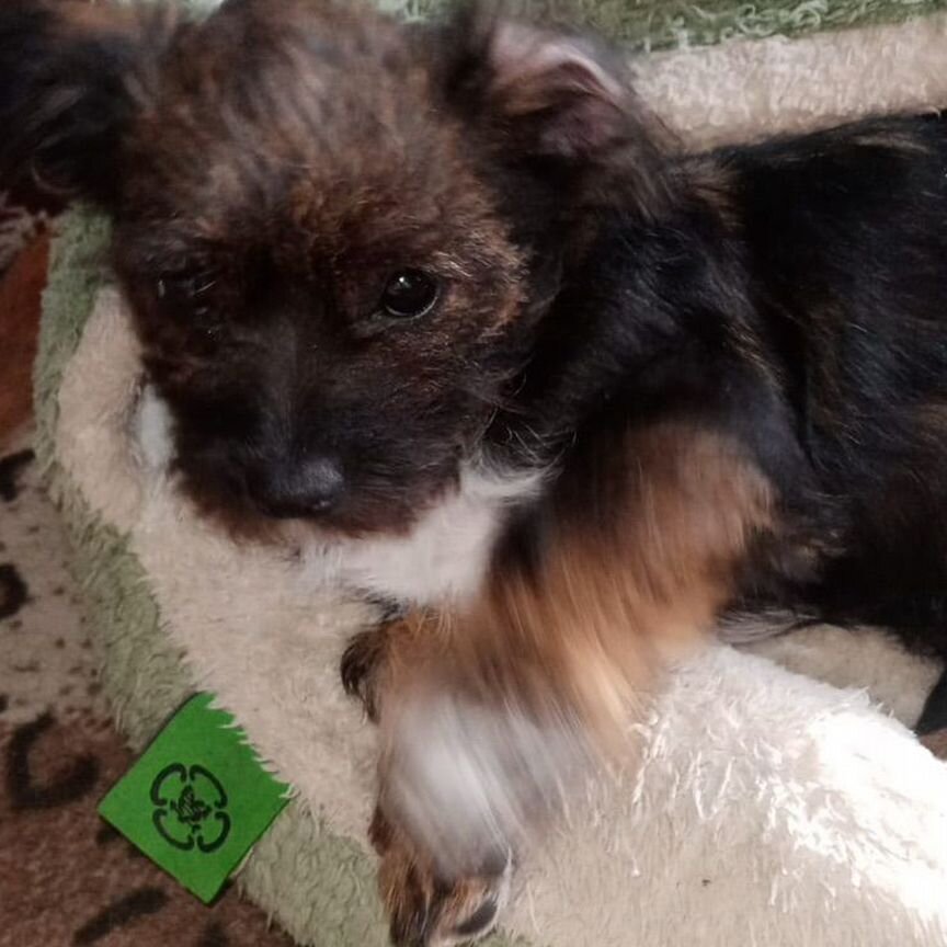 Пекинес, щенок