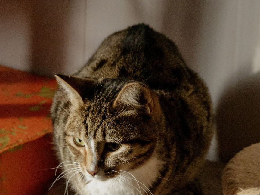 Кот красавец в добрые руки