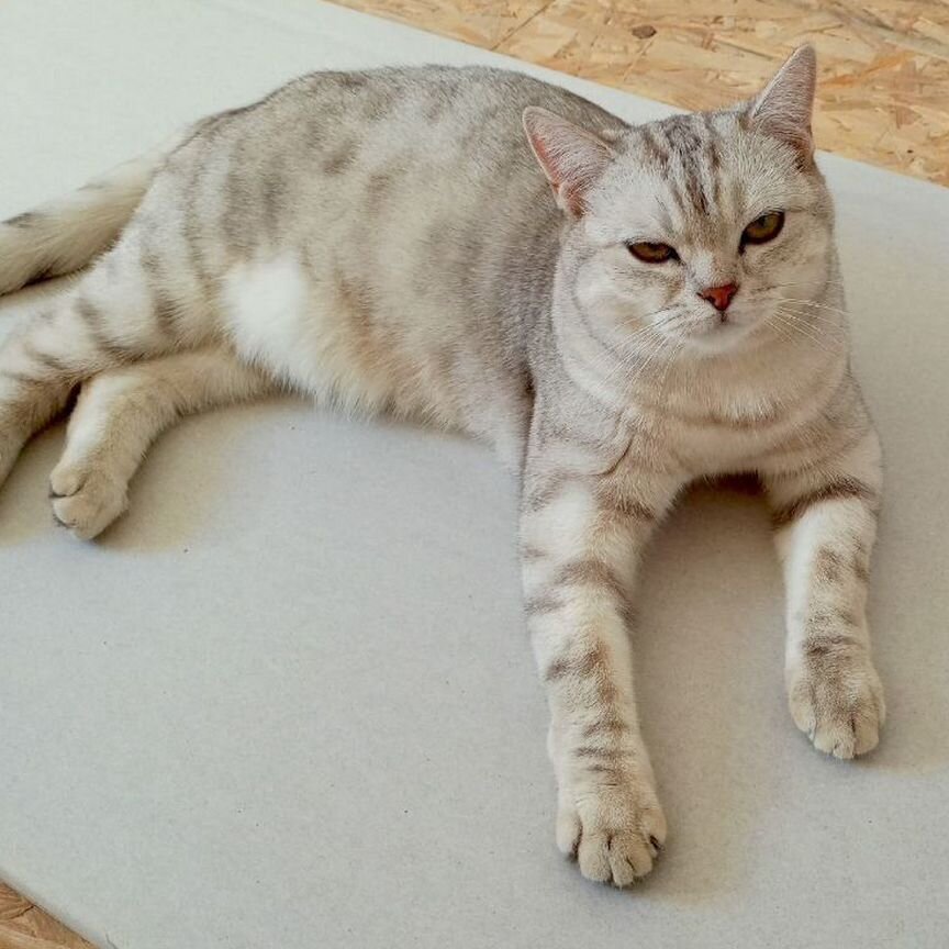 Шотландская прямоухая короткошёрстная, взрослая кошка