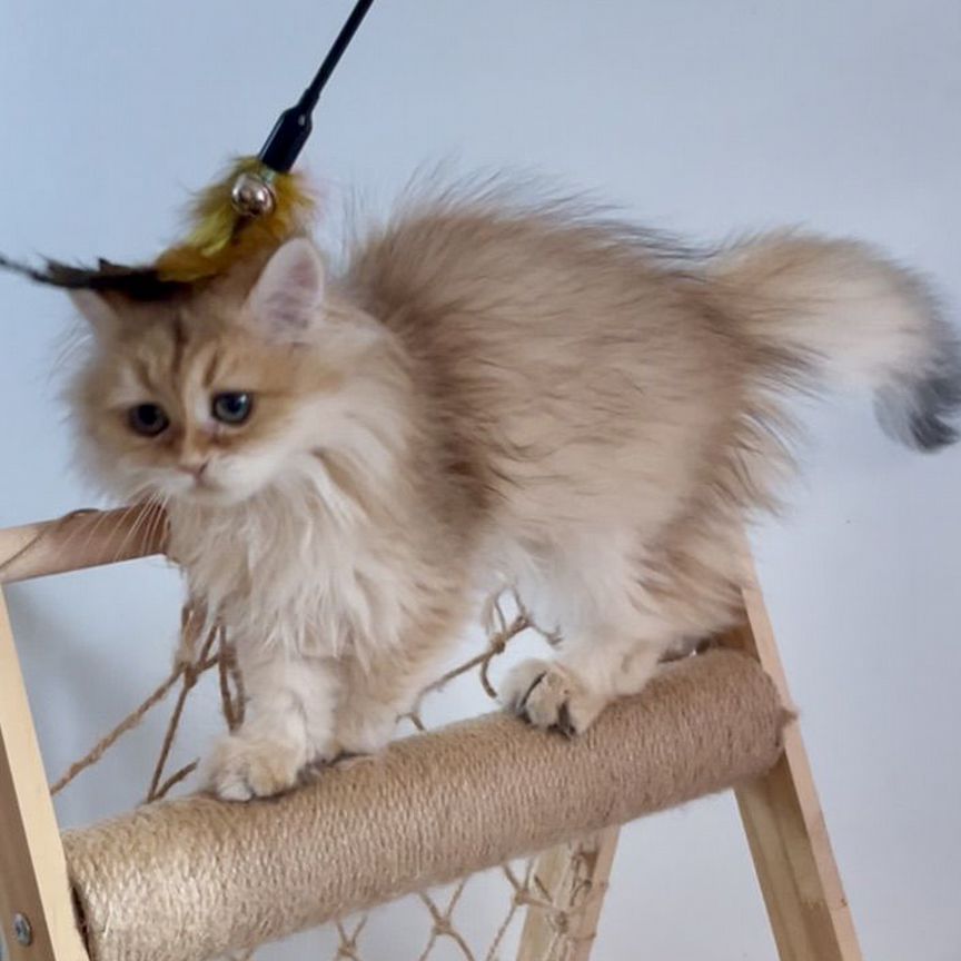 Британские котята длинношерстная девочка