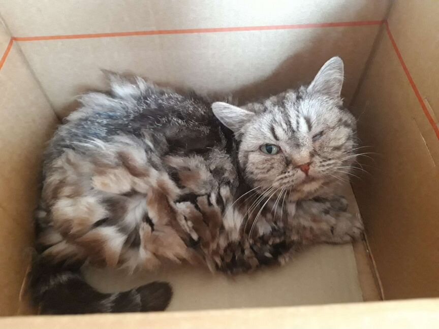 Подкинули мраморную кошечку, в добрые руки