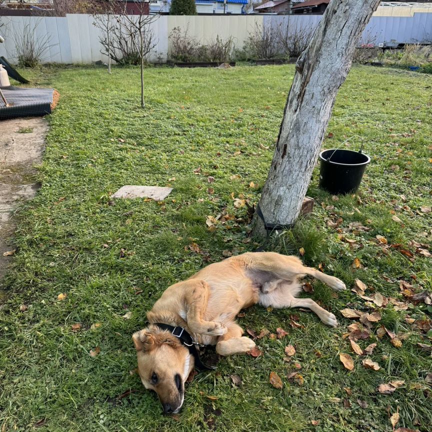 Отдам собаку в добрые руки