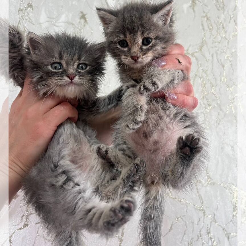 Котята малыши