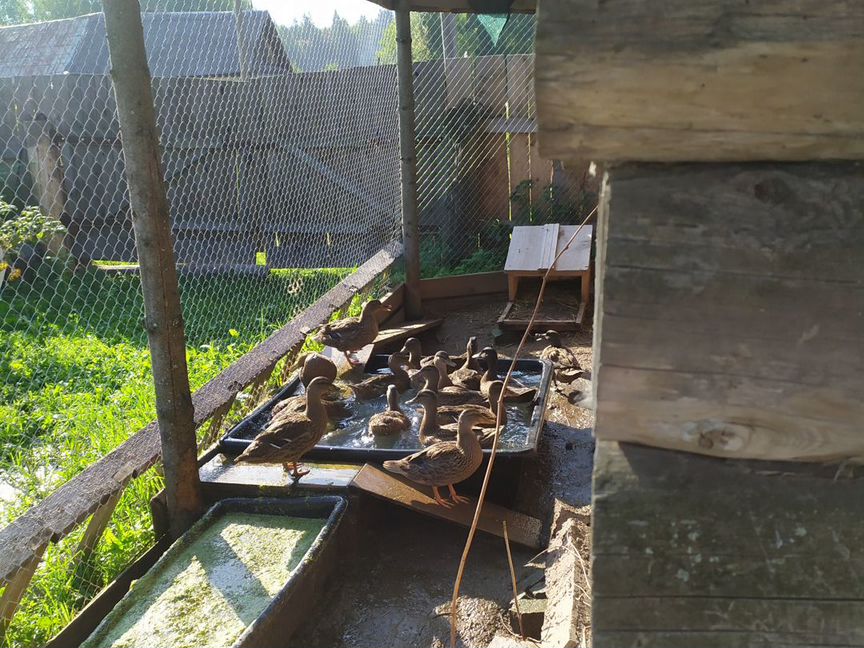 Утки подсадные для охоты