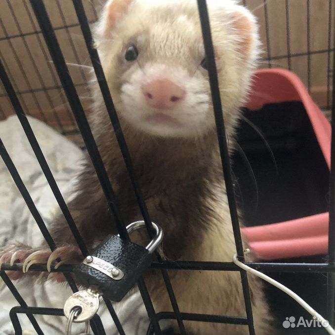 Хорек с клеткой