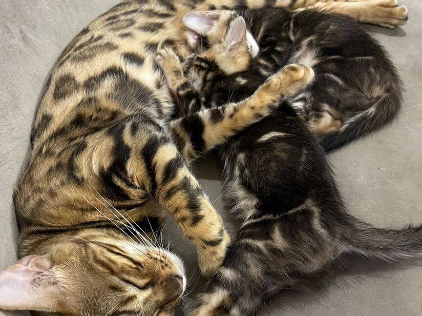 Бенгальские котята