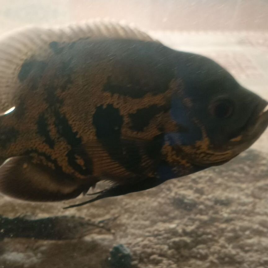 Аквариумные рыбки