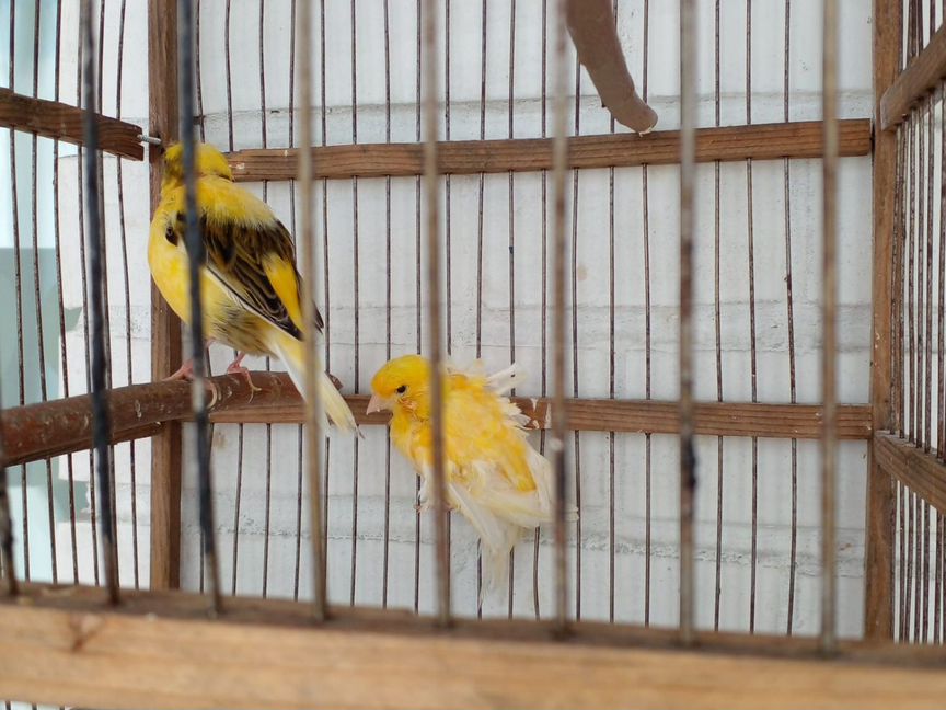 Кенарь и канарейка