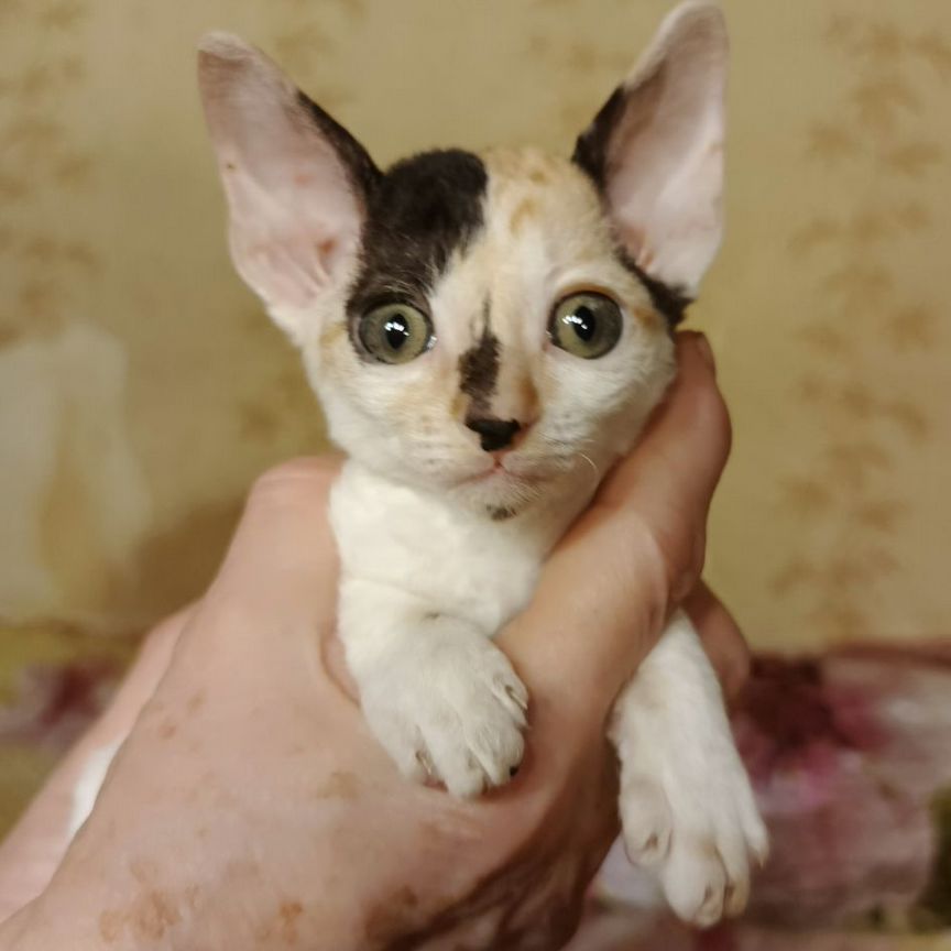 Котята Корниш-рекс