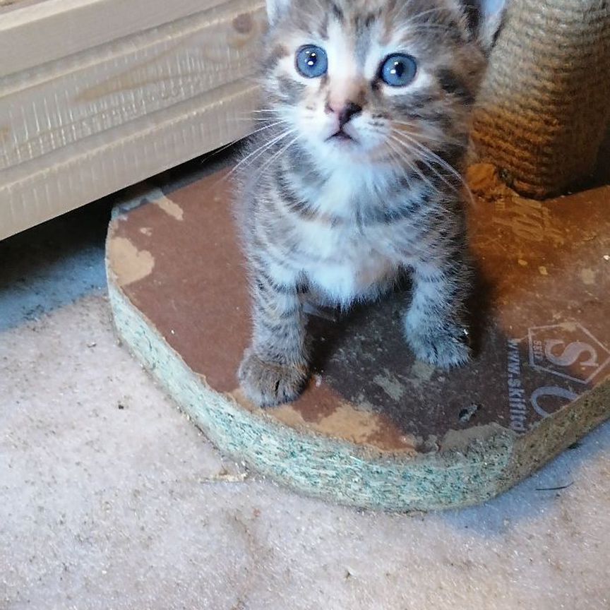 Другая порода