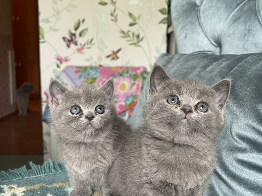 Британские котята прекрасные девочки породистые