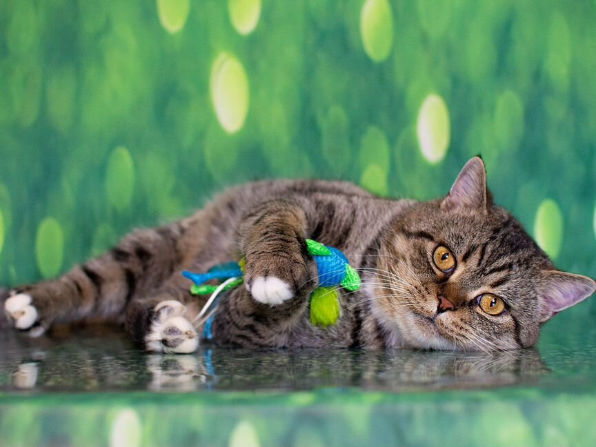 Отдам кота в добрые руки