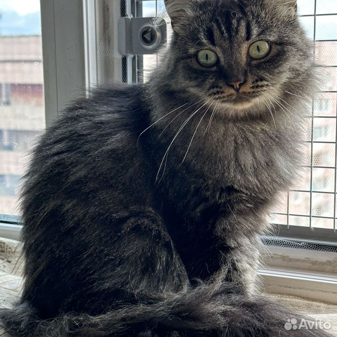 Кошечка Мася ищет дом