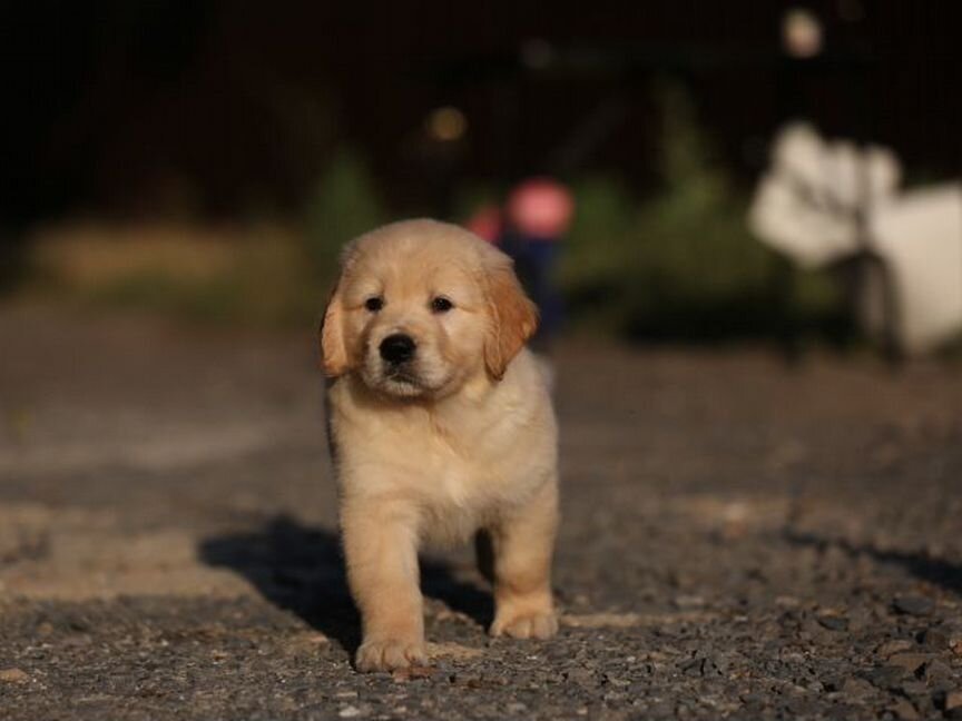 Щенки от родителей Чемпионов, чистыми тестами