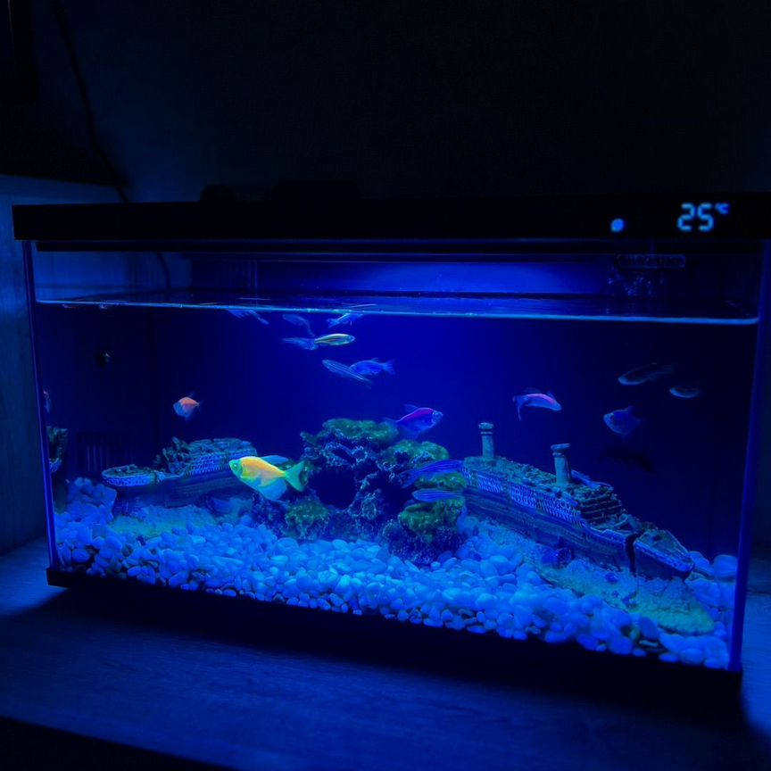 Аквариум с рыбками