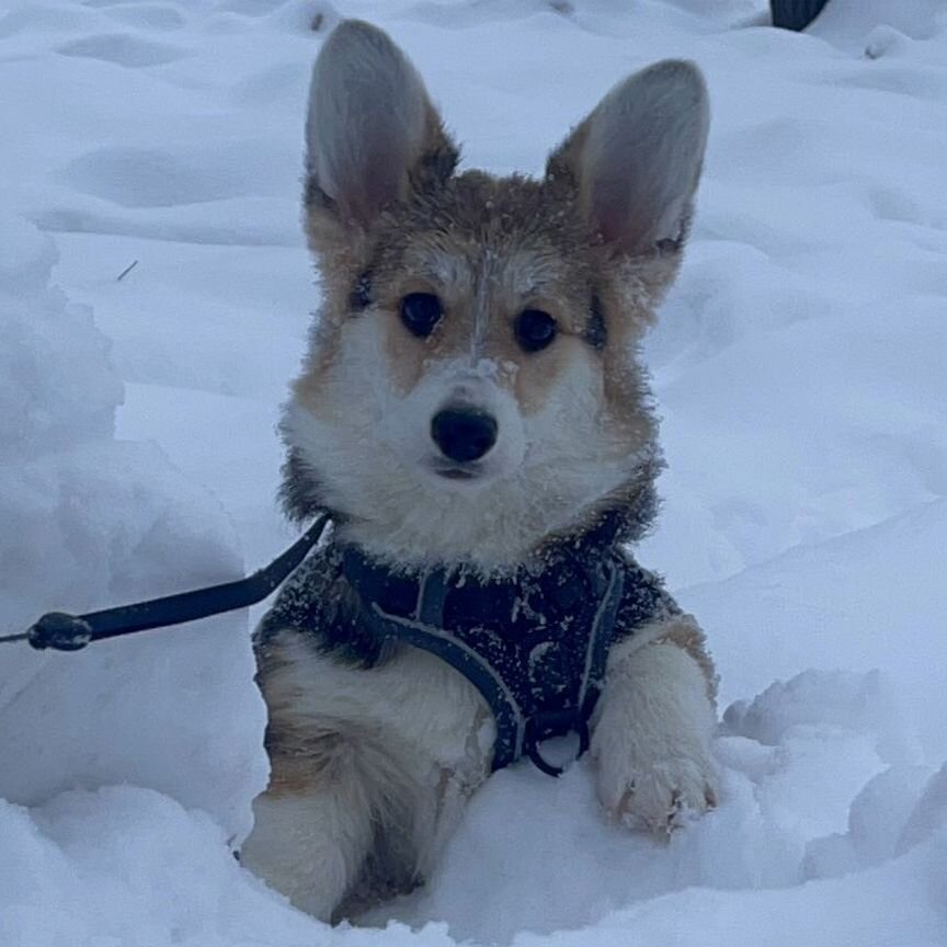 Вельш Корги Пемброк, щенок