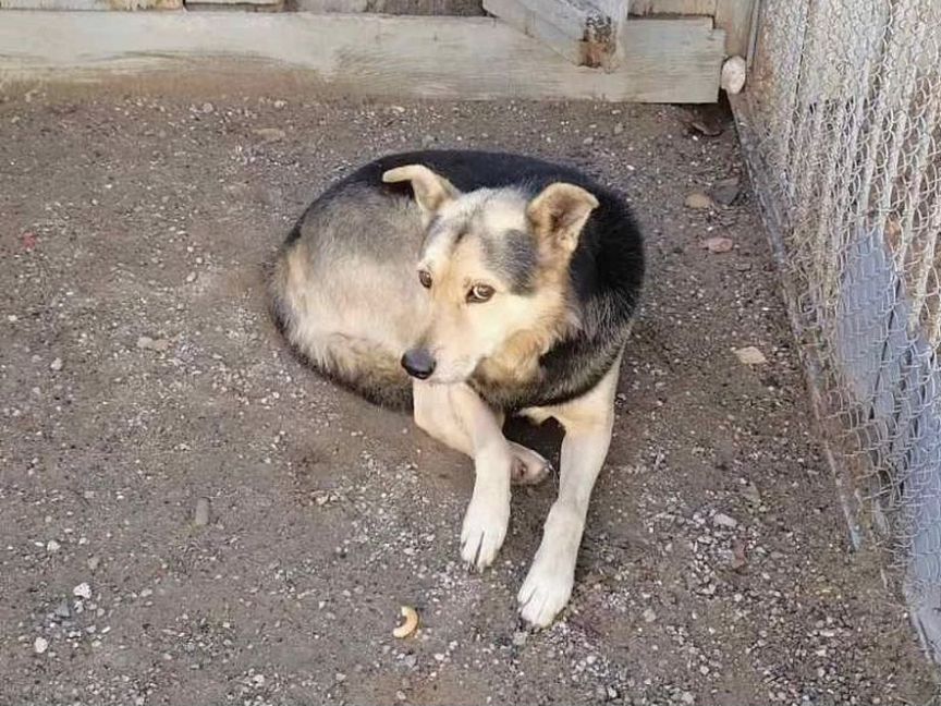 Пес попал в отлов