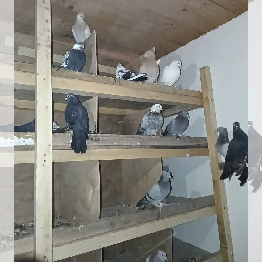 Продажа голубей