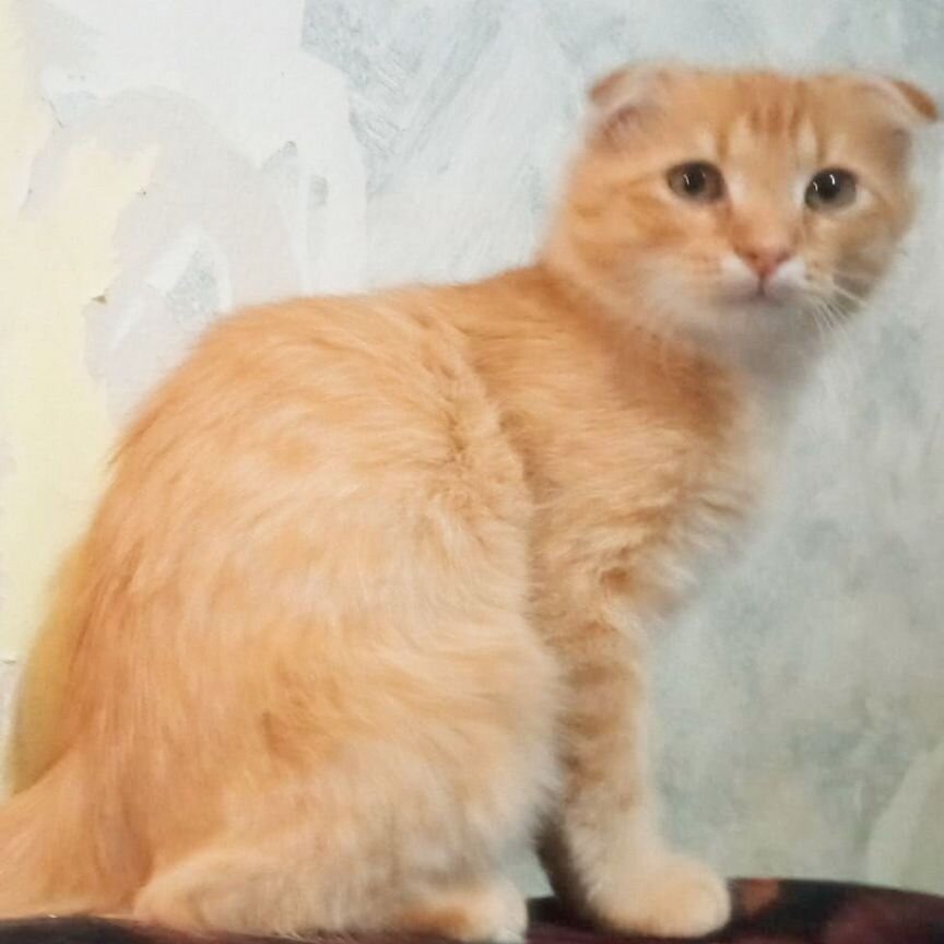 Кот вислоухий рыжик, возраст 8 месяцев