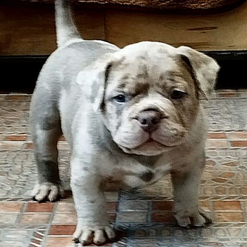 Мальчик американский булли голубой мэрль
