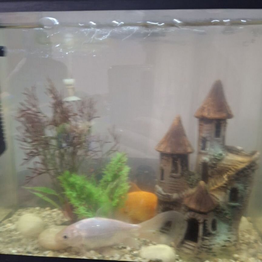 Рыбки аквариумные