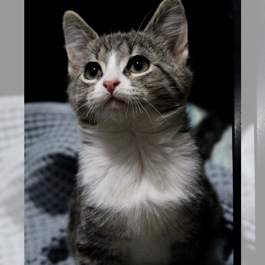 Элвис ищет дом