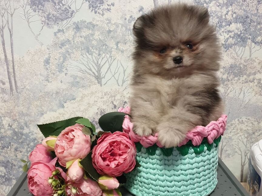 Померанский шпиц мальчик