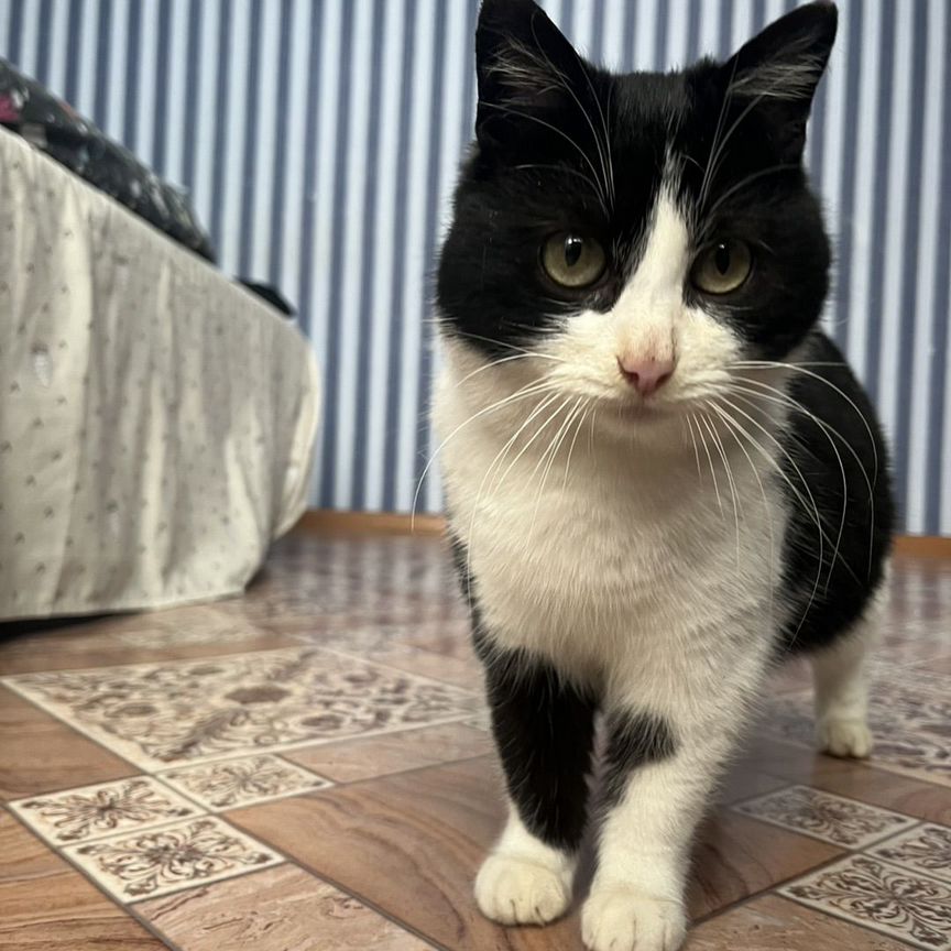 Живет у подъезда на снегу коротколапая малышка