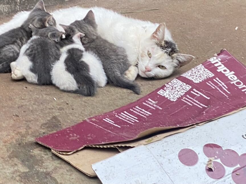 Кошка с котятами к подьезда, нужен куратор