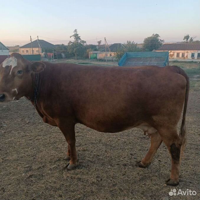 Корова стельная