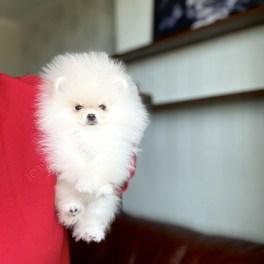 Померанский шпиц мини мишка