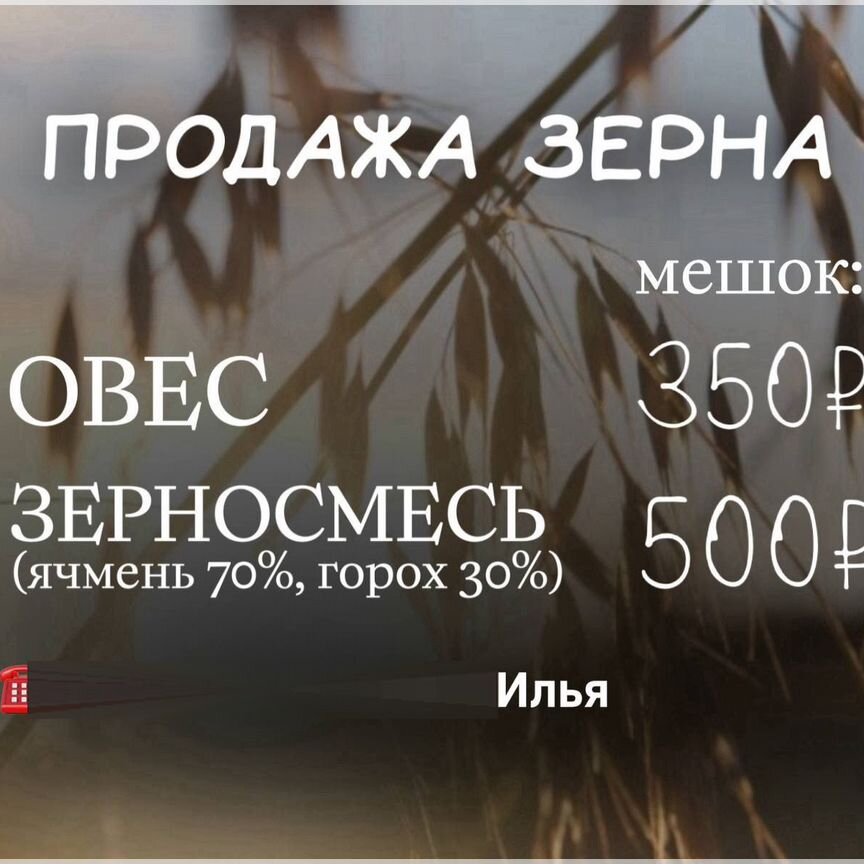 Зерно овес