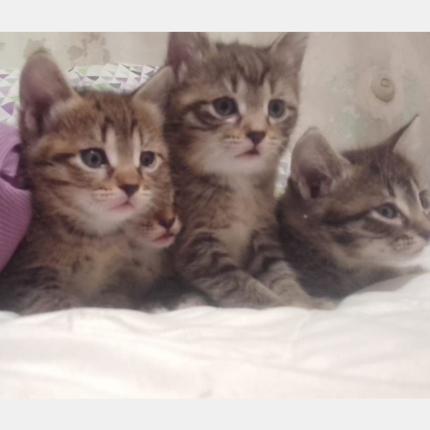 Котята в добрые руки за пачку сухого корма