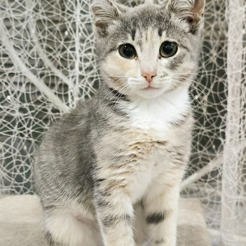 Котята