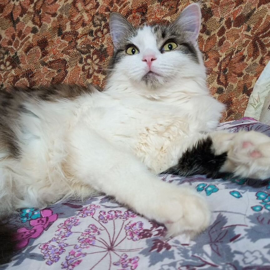 Кошечка, девочка, подросток