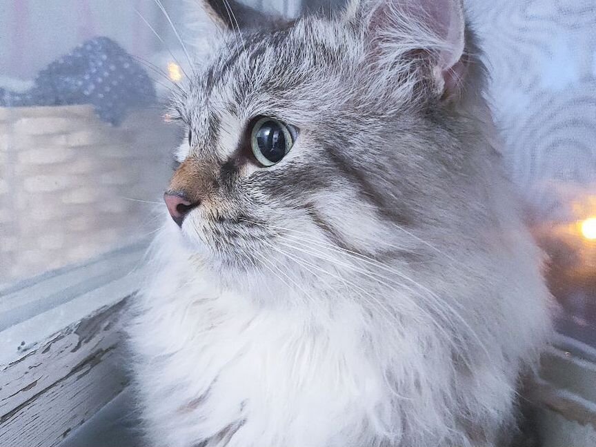 Молодой котик, очень ручной