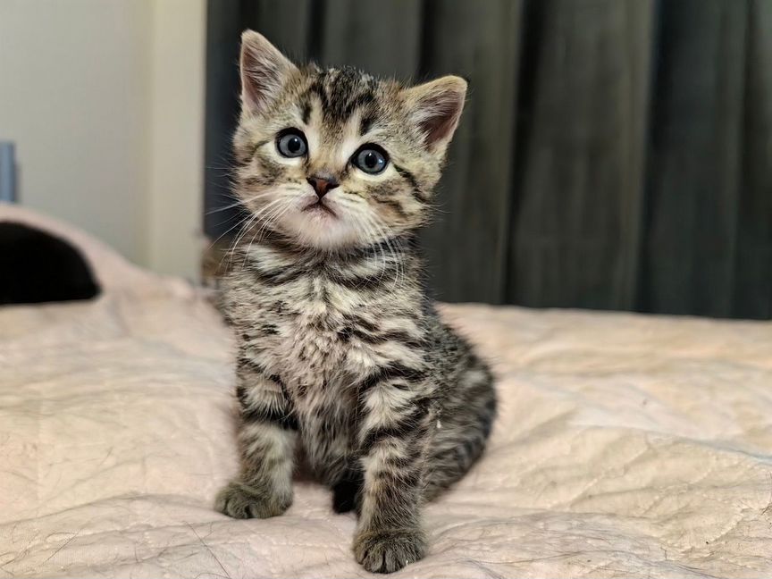 Котенок Аглай