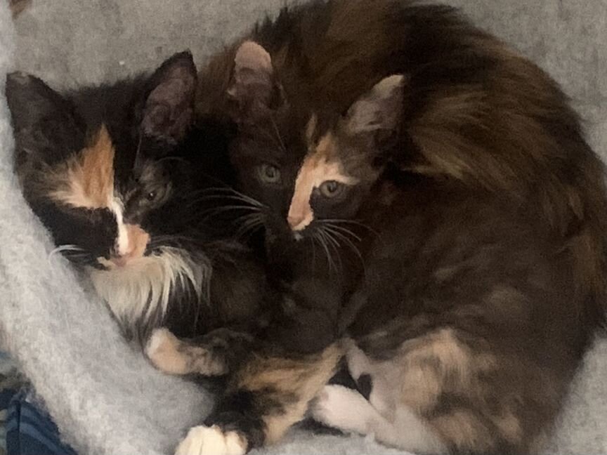 Отдаю в добрый руки кошечек