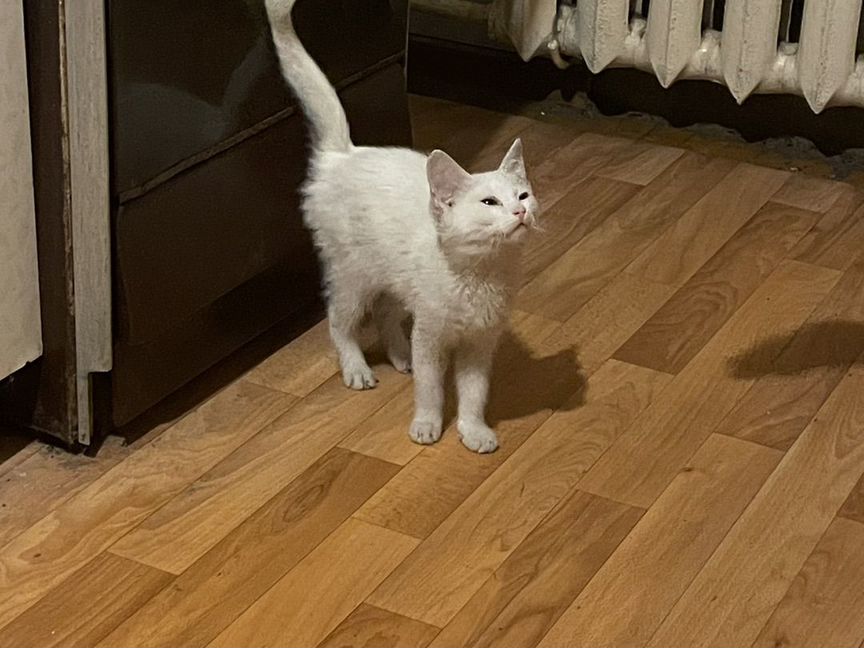 Отдадим котенка