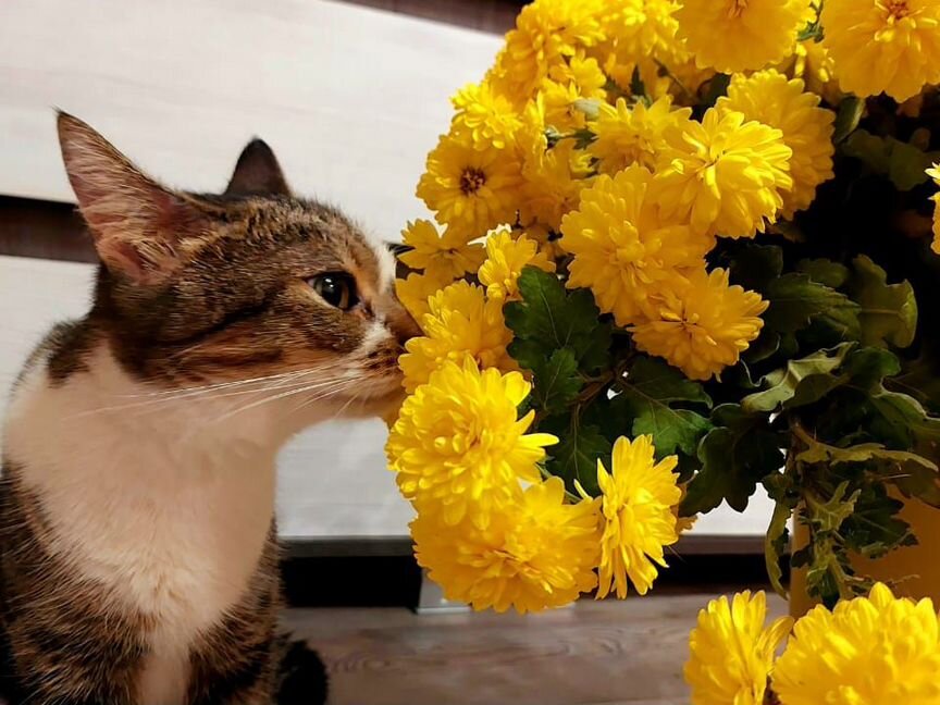 Кошки